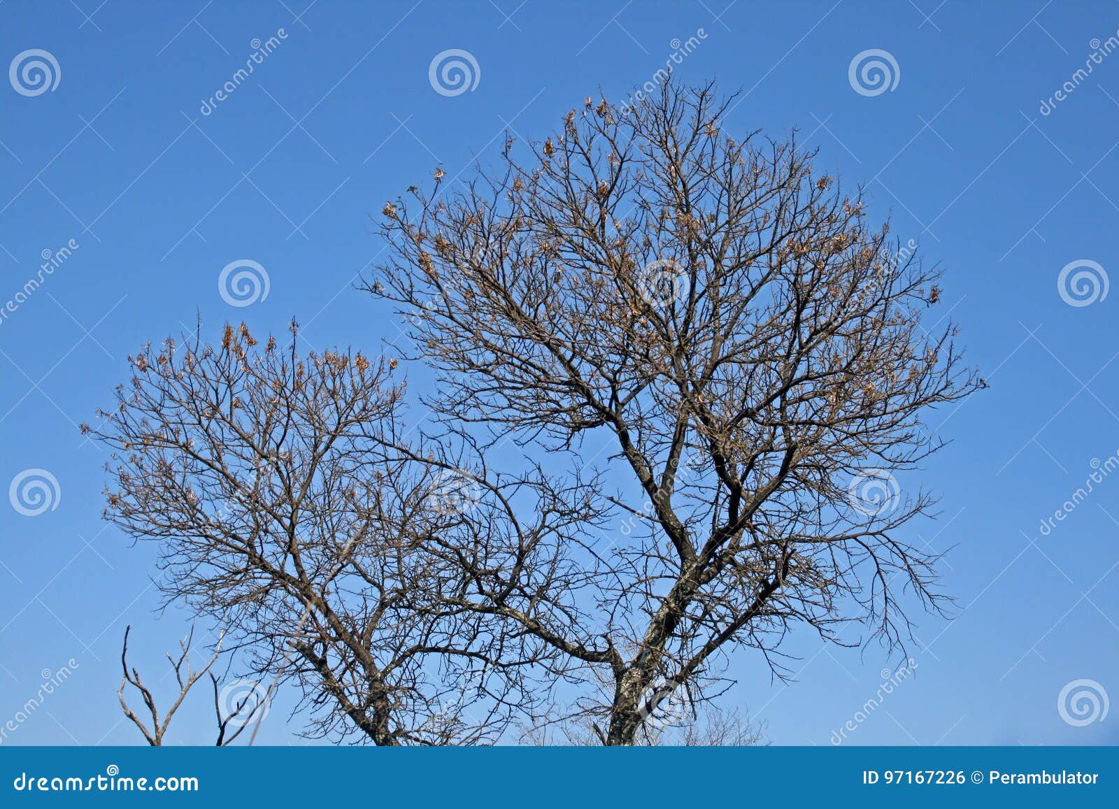 TREE with SPARSE DRY FOLIAGE Stock Photo - Image of environment ...