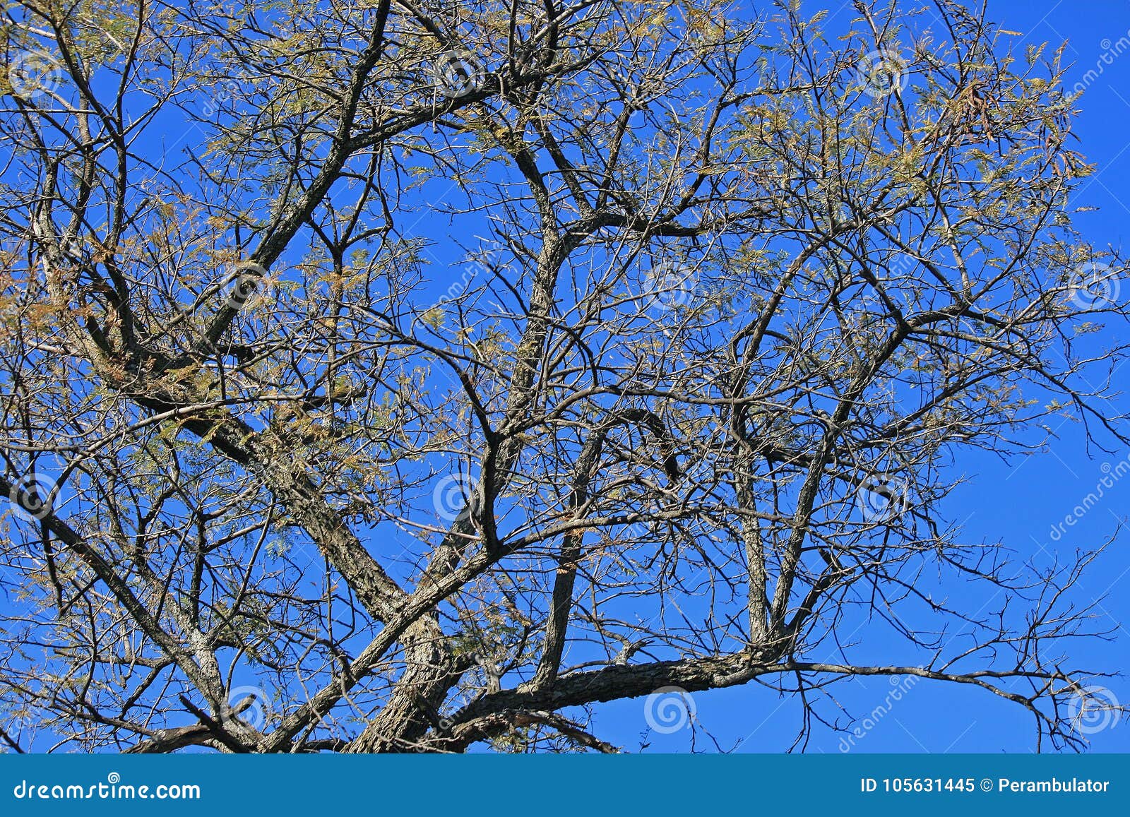 Tree with Sparse Foliage Against Blue Sky Stock Image - Image of ...