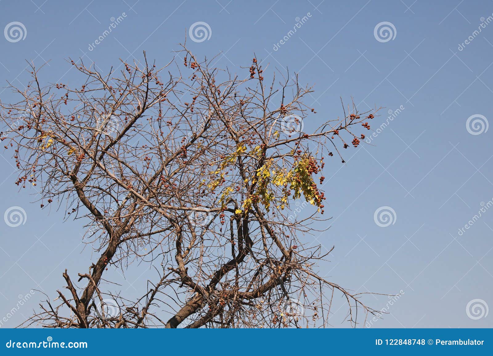 TREE with SPARSE LEAVES and ROUND SEEDS AGAINST BLUE SKY Stock Photo ...