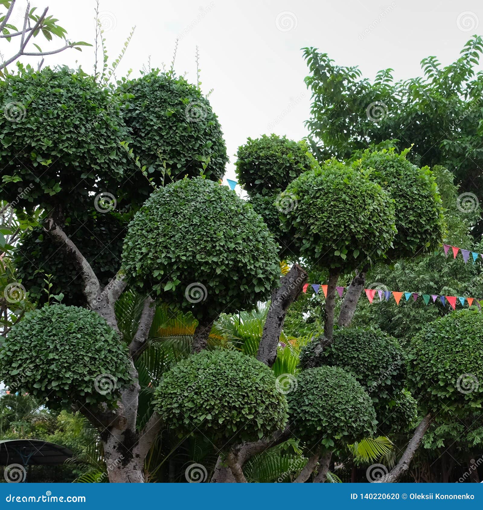 Tree with a Spherical Crown, Ornamental Plants, Green Foliage Stock ...