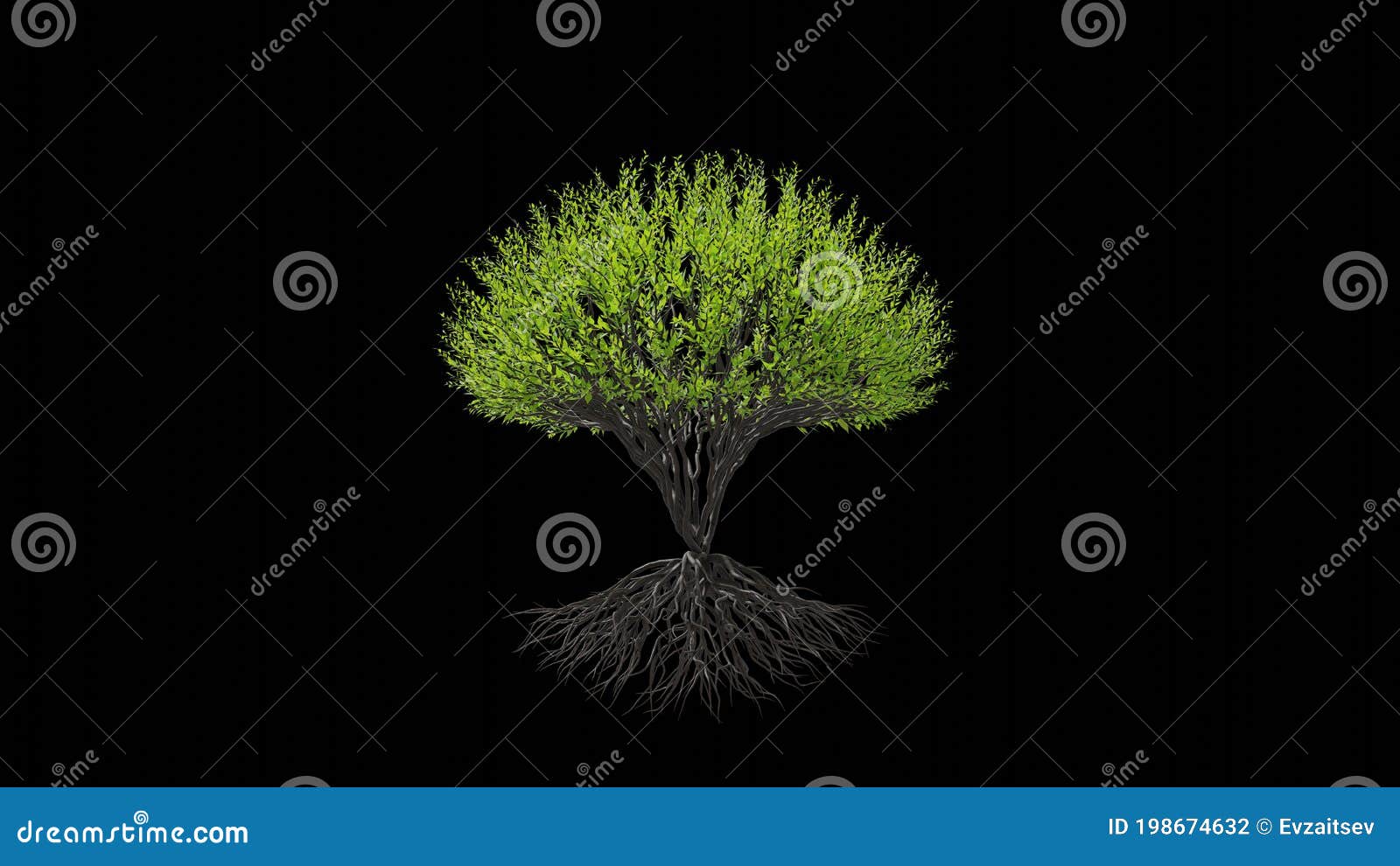 Tree in a Spherical Shape. Seasonal Transition on Black Background ...