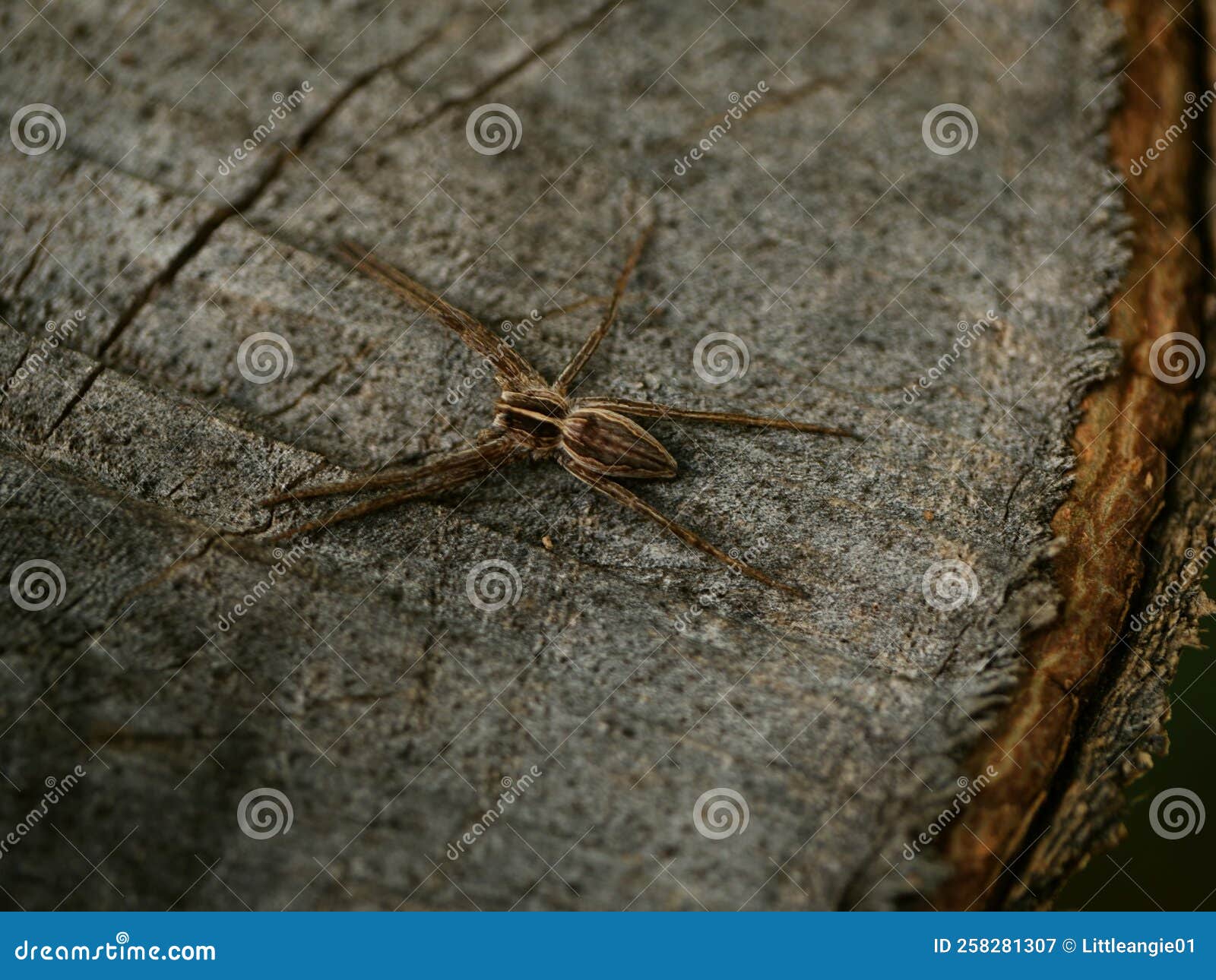 Tree Spider Camouflage on Tree Trunk Medium Shot Stock Image - Image of ...