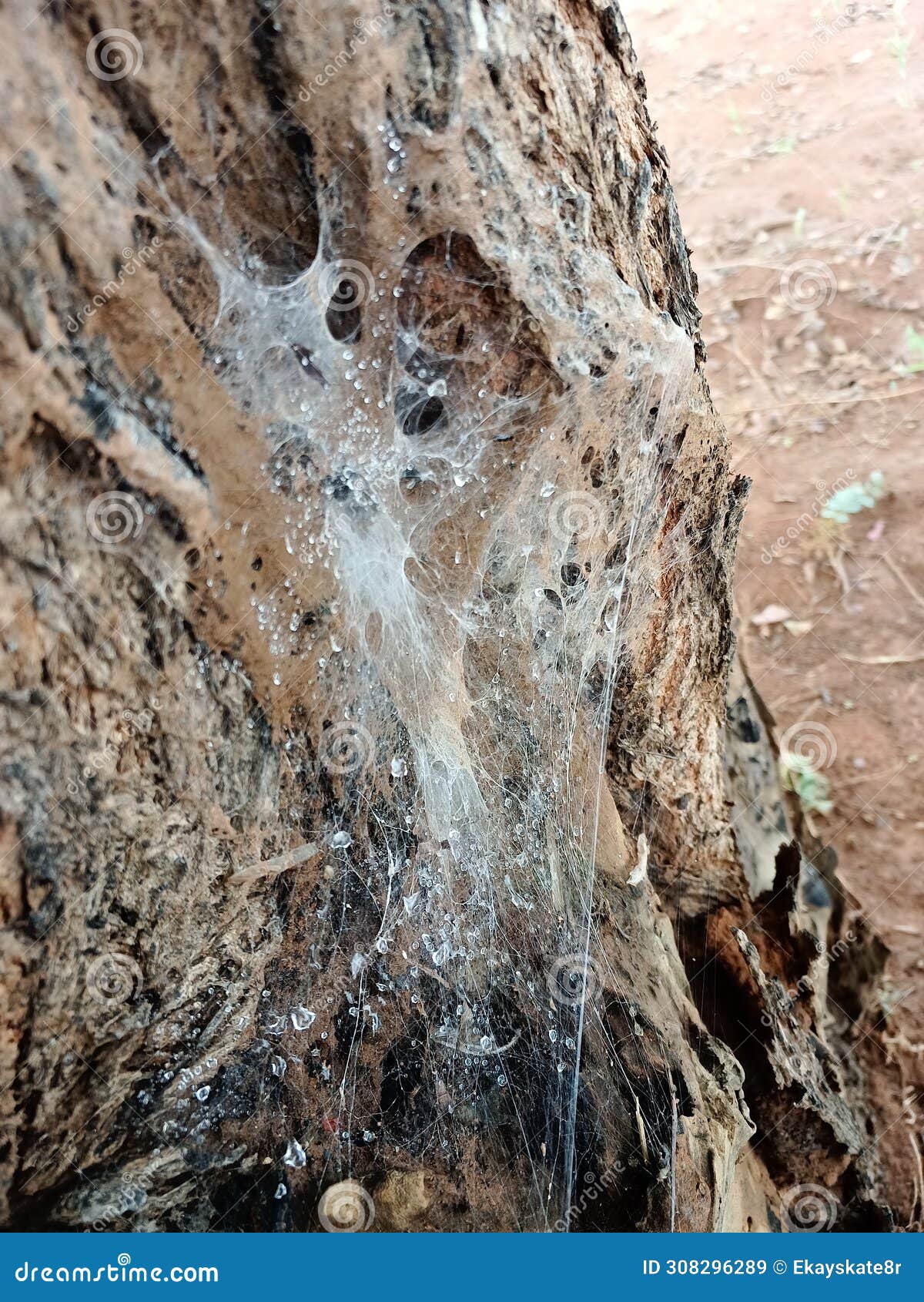 Tree with a Spider Web on it. Stock Image - Image of geology, wall ...