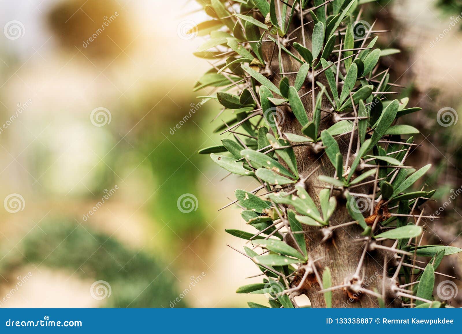 Tree of Spike with Sunlight Stock Image - Image of nature, houseplant ...