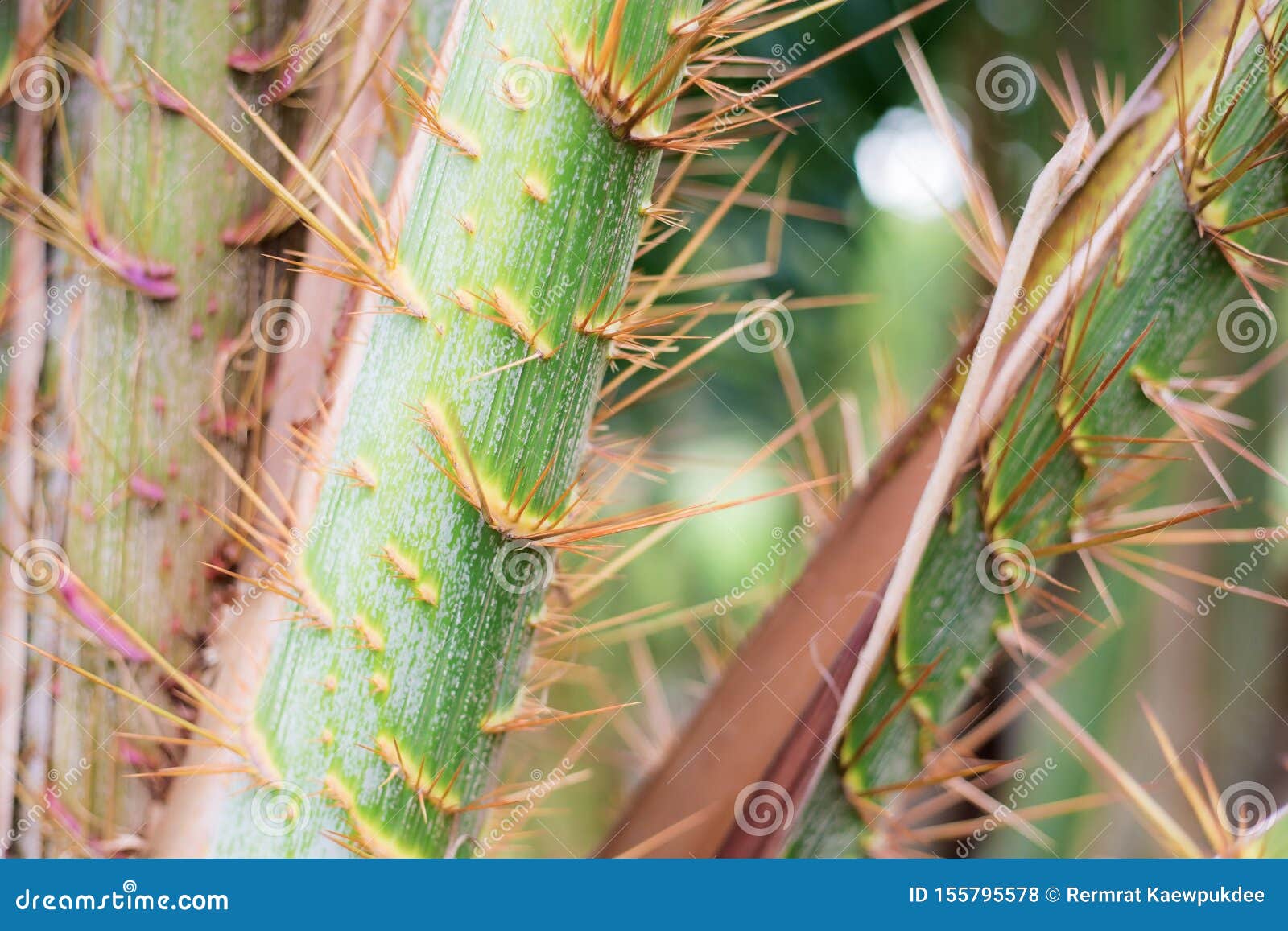 Tree of spike in park stock photo. Image of segment - 155795578
