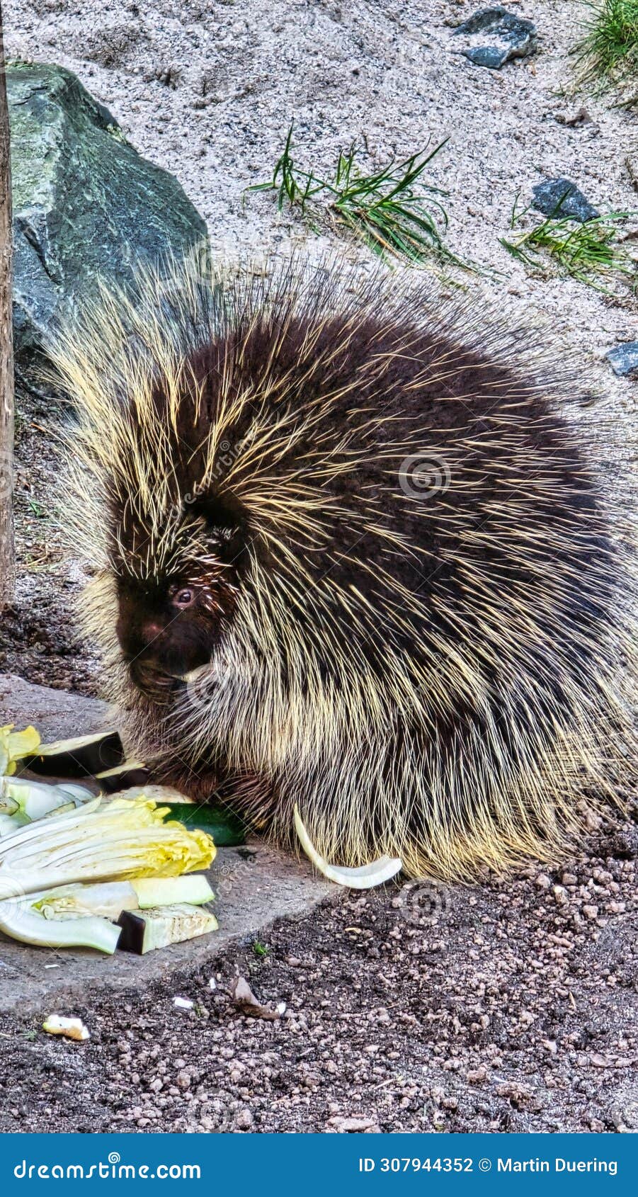 Tree Spike Urson Erethizon Dorsatum on the Ground while Eating ...