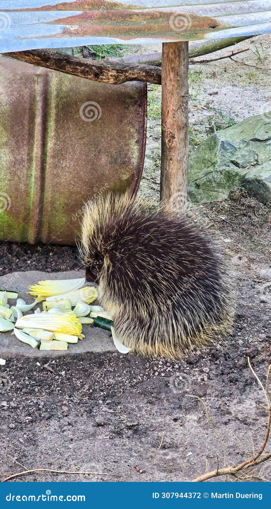 Tree Spike Urson Erethizon Dorsatum on the Ground while Eating ...