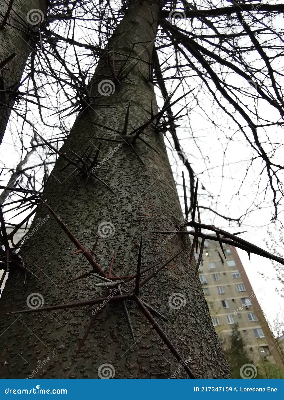 Tree with spikes stock image. Image of tree, wood, winter - 217347159