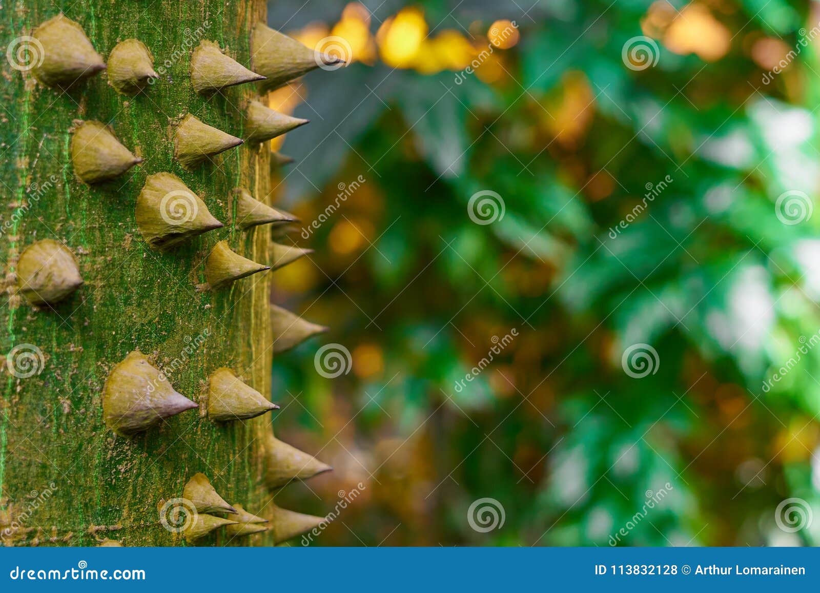 Tree with Spikes in Forest. Sundbox Tree Stock Photo - Image of branch ...