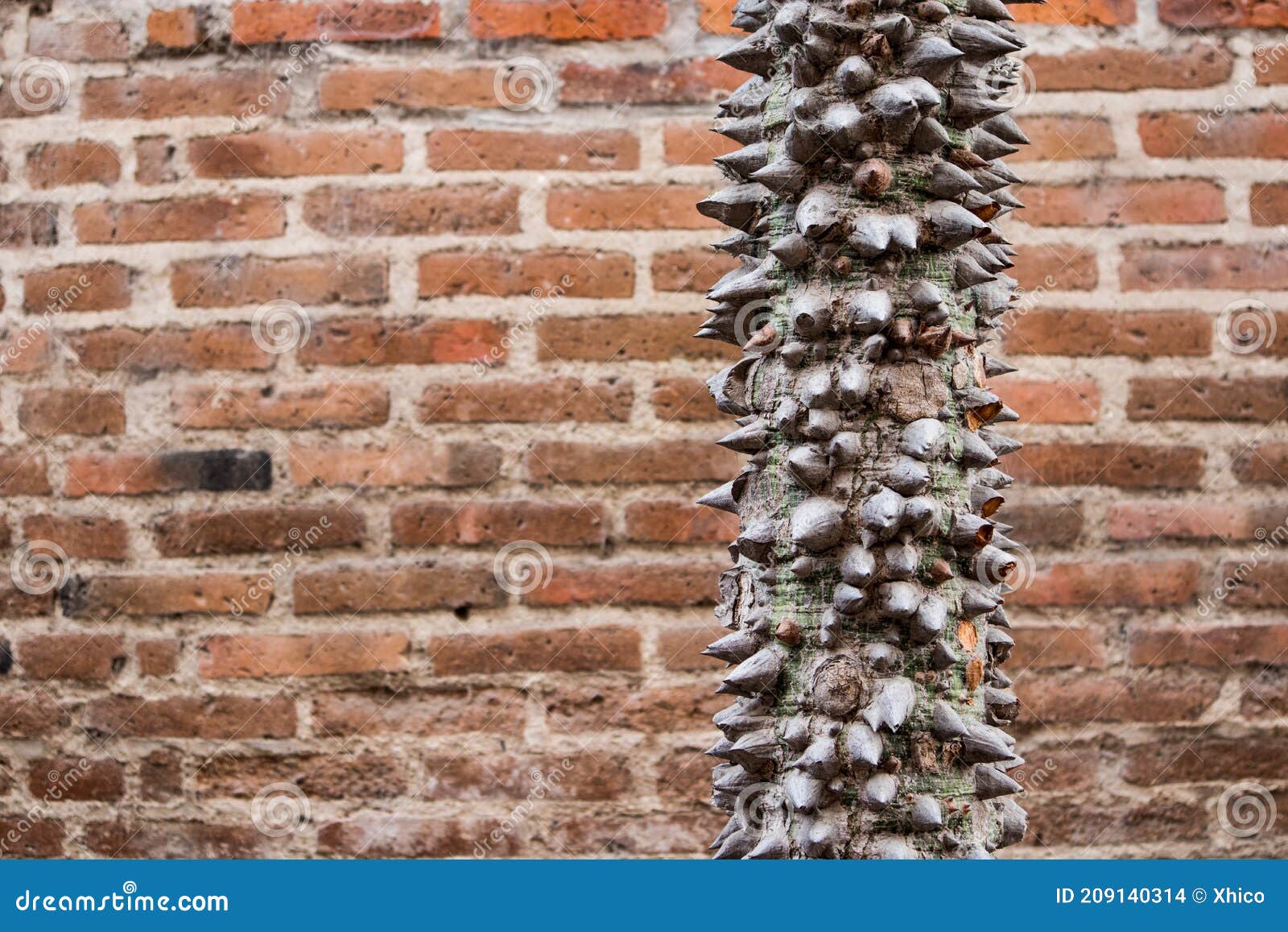 Tree with Spikes on Tree Trunk Stock Photo - Image of aged, abstract ...