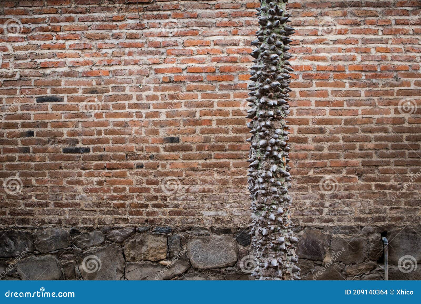 Tree with Spikes on Tree Trunk Stock Photo - Image of spikey, nature ...