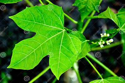 Tree spinach stock photo. Image of nature, unusual, chaya - 14270954