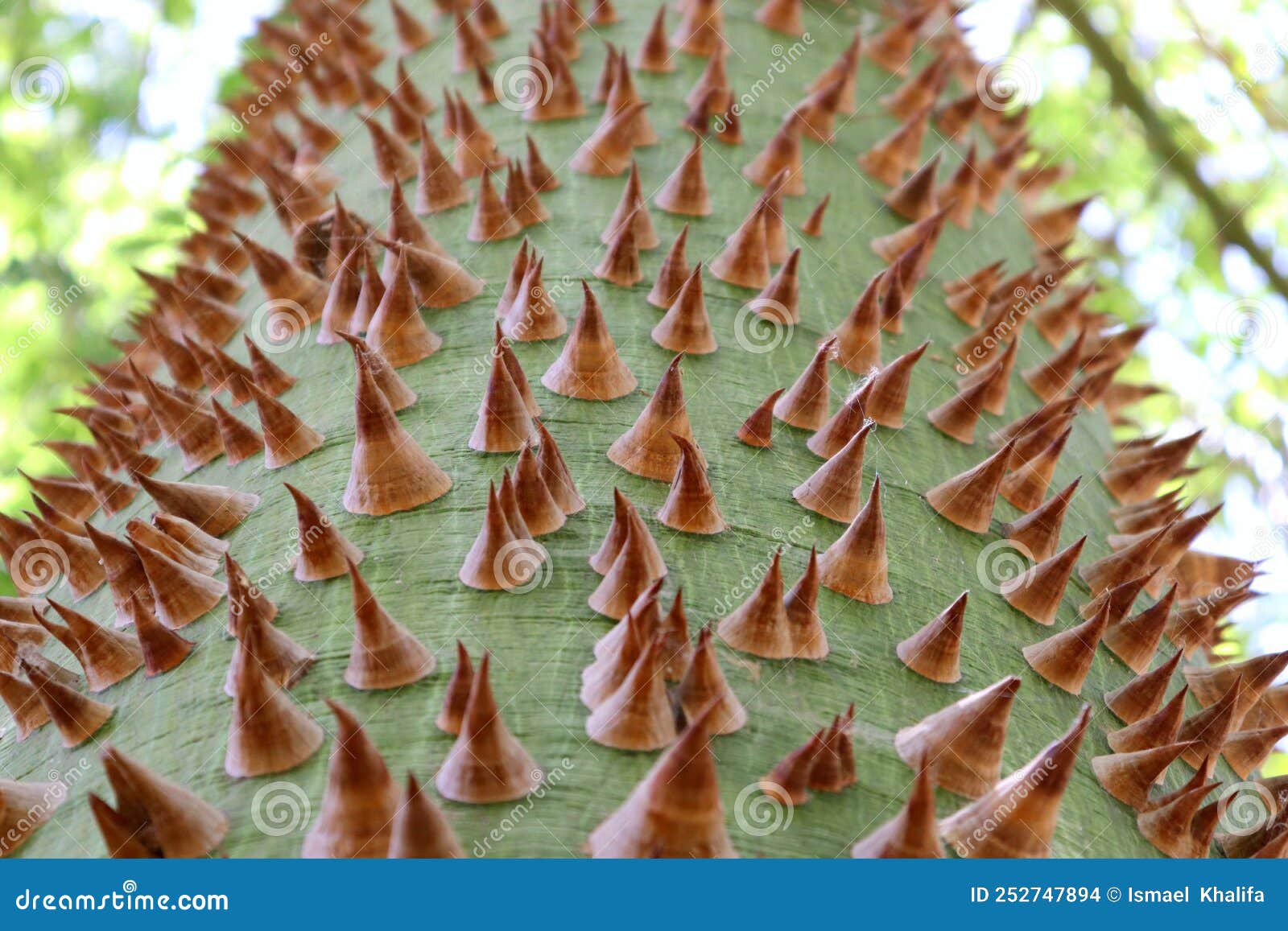Tree Spines in Aswan Botanical Garden Stock Photo - Image of fruit ...