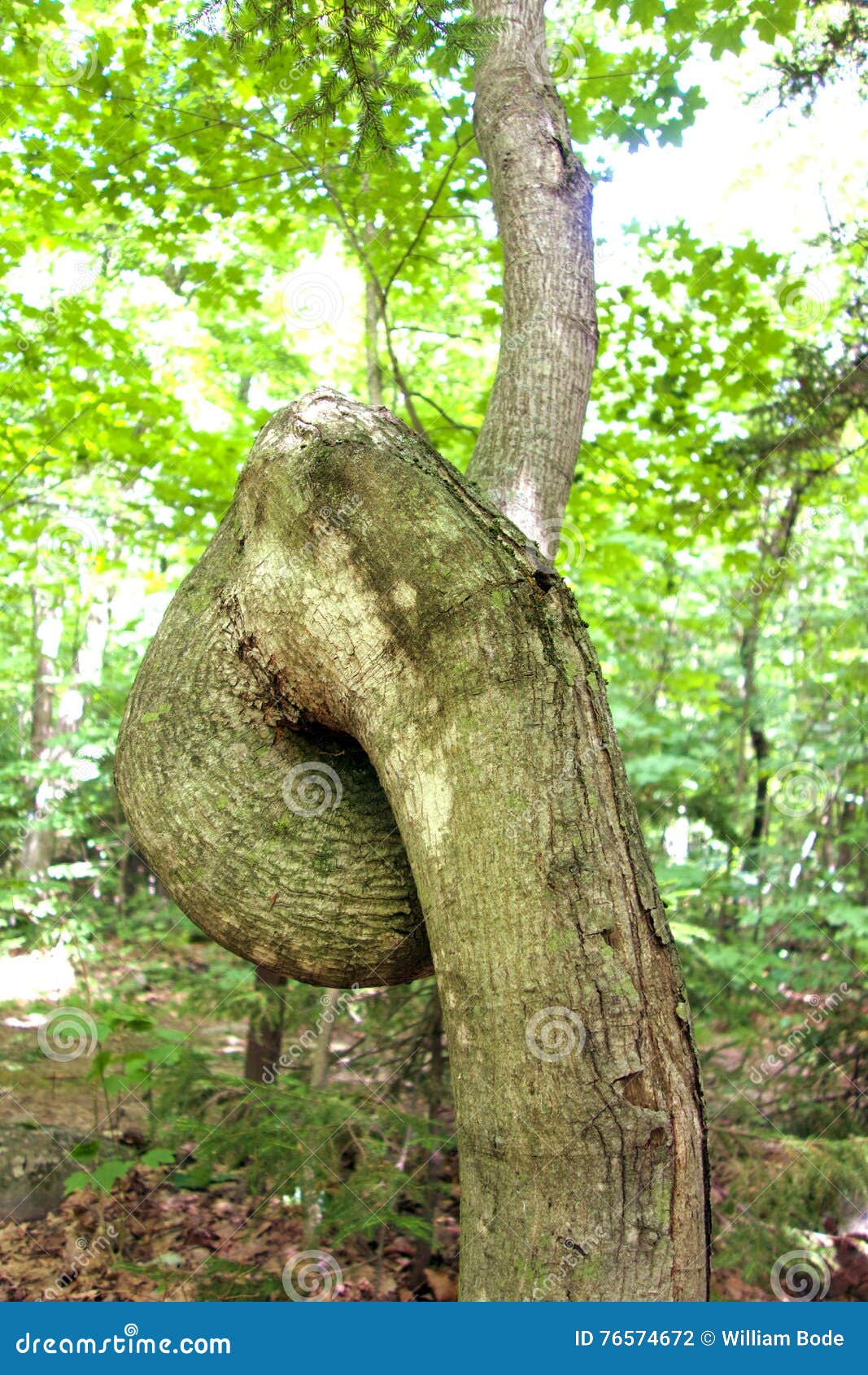 Tree with Spiraling Curved Trunk Stock Photo - Image of curling, curvey ...