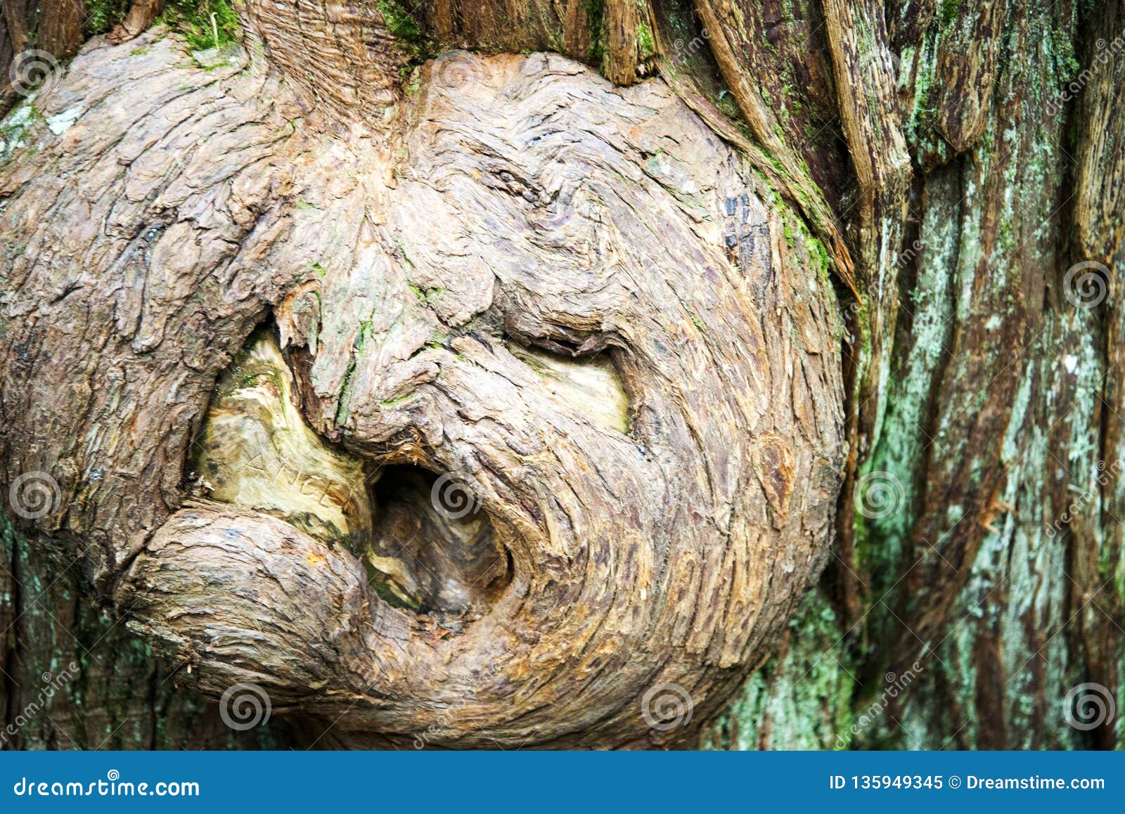 Tree Spirit in the forest stock image. Image of face - 135949345