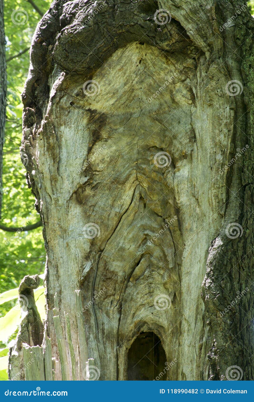 Split Tree with Figure Inside Stock Photo - Image of inside, discolored ...