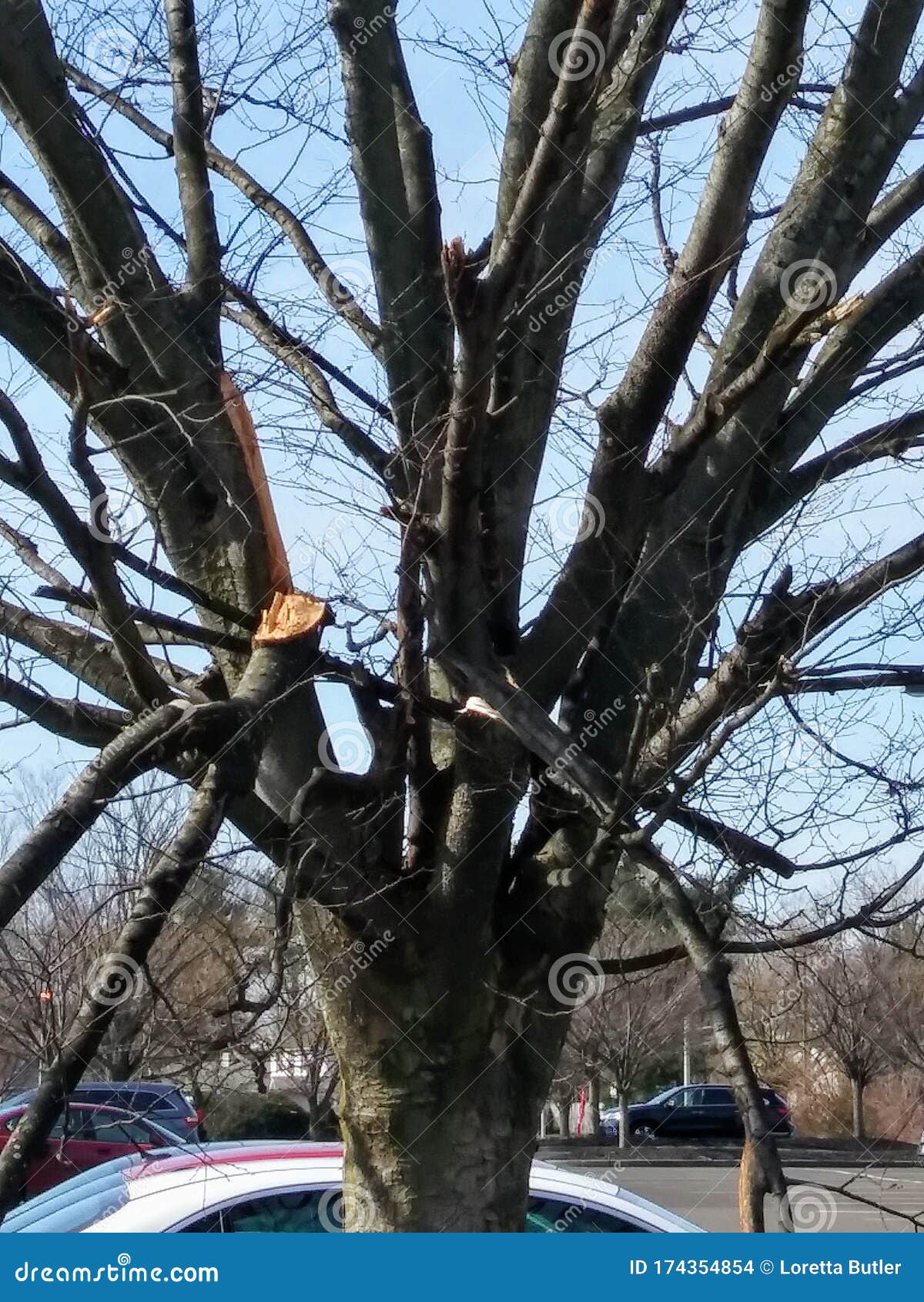 Tree stock photo. Image of tree, split, branches, wind - 174354854