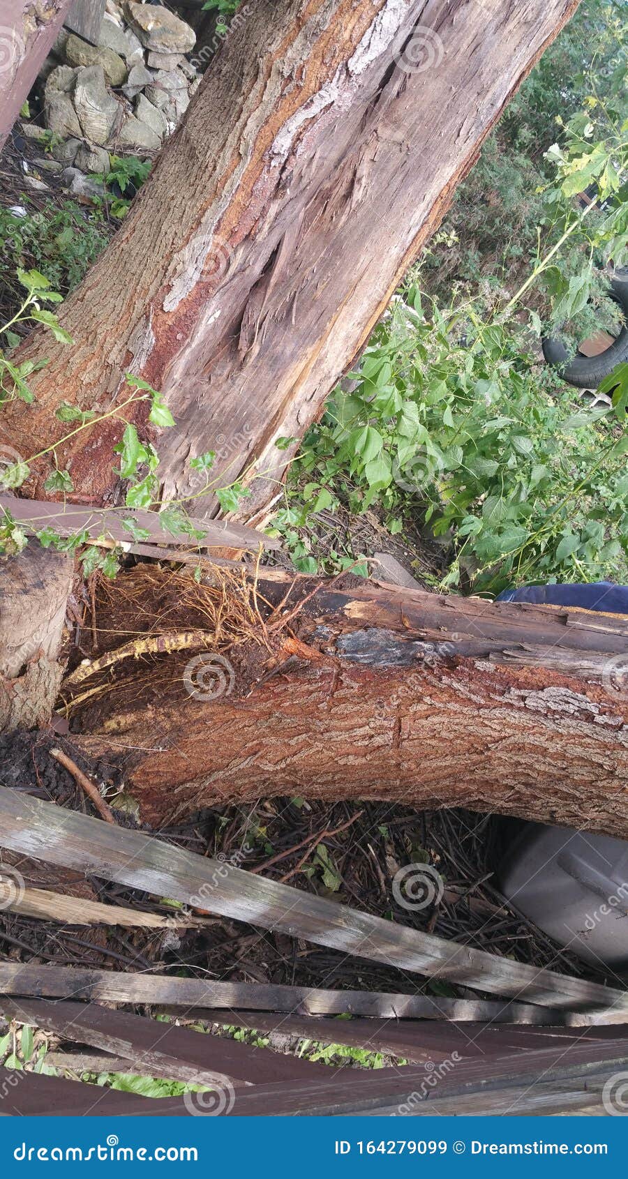 Podrido Stock Photos - Free & Royalty-Free Stock Photos from Dreamstime