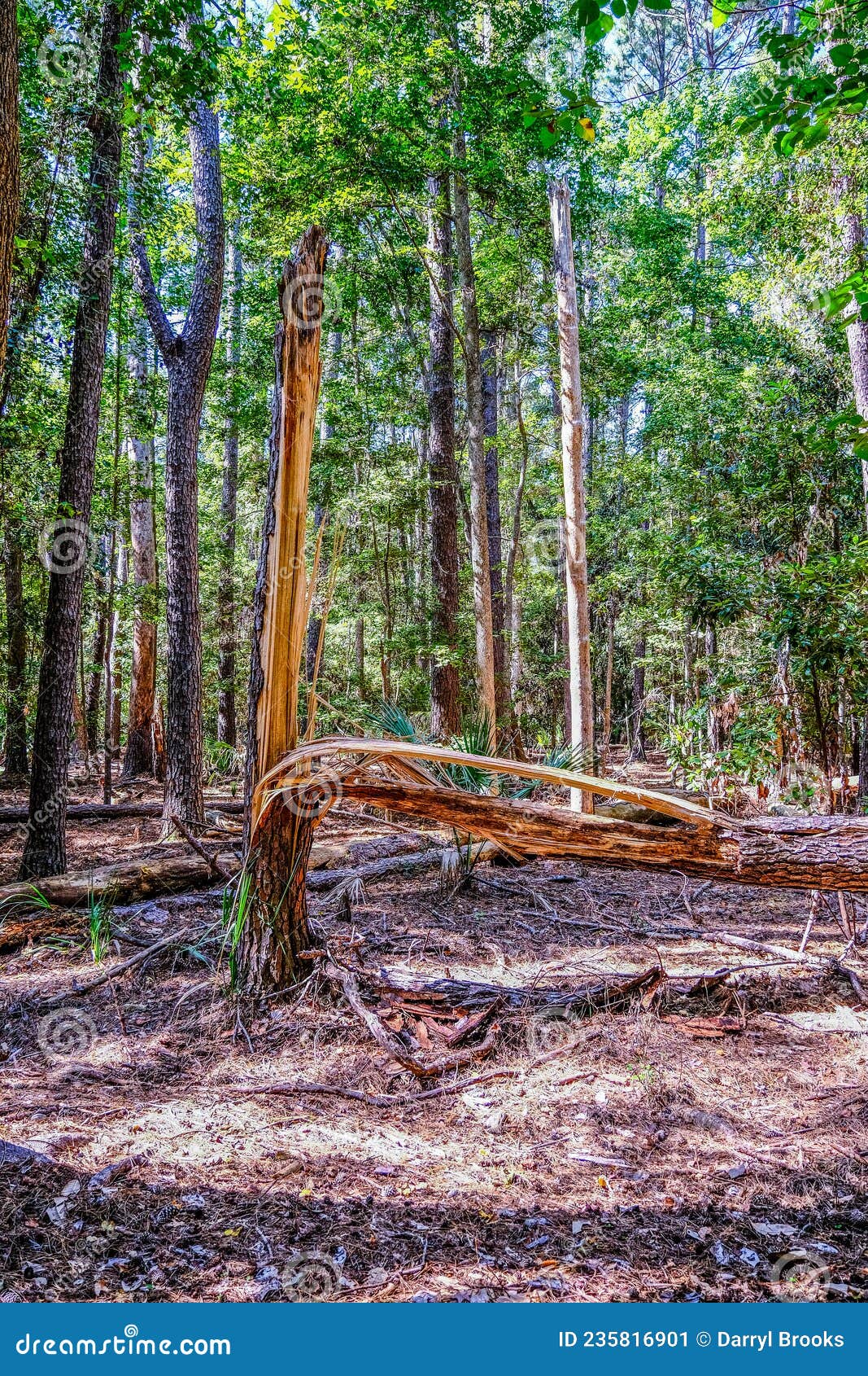 Tree Split by Storm Damage in Forest Stock Image - Image of forest ...