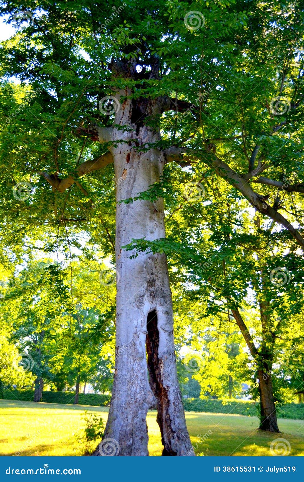 Split Trunk Tree, Photographed Near Newark Earthwo Stock Image - Image ...