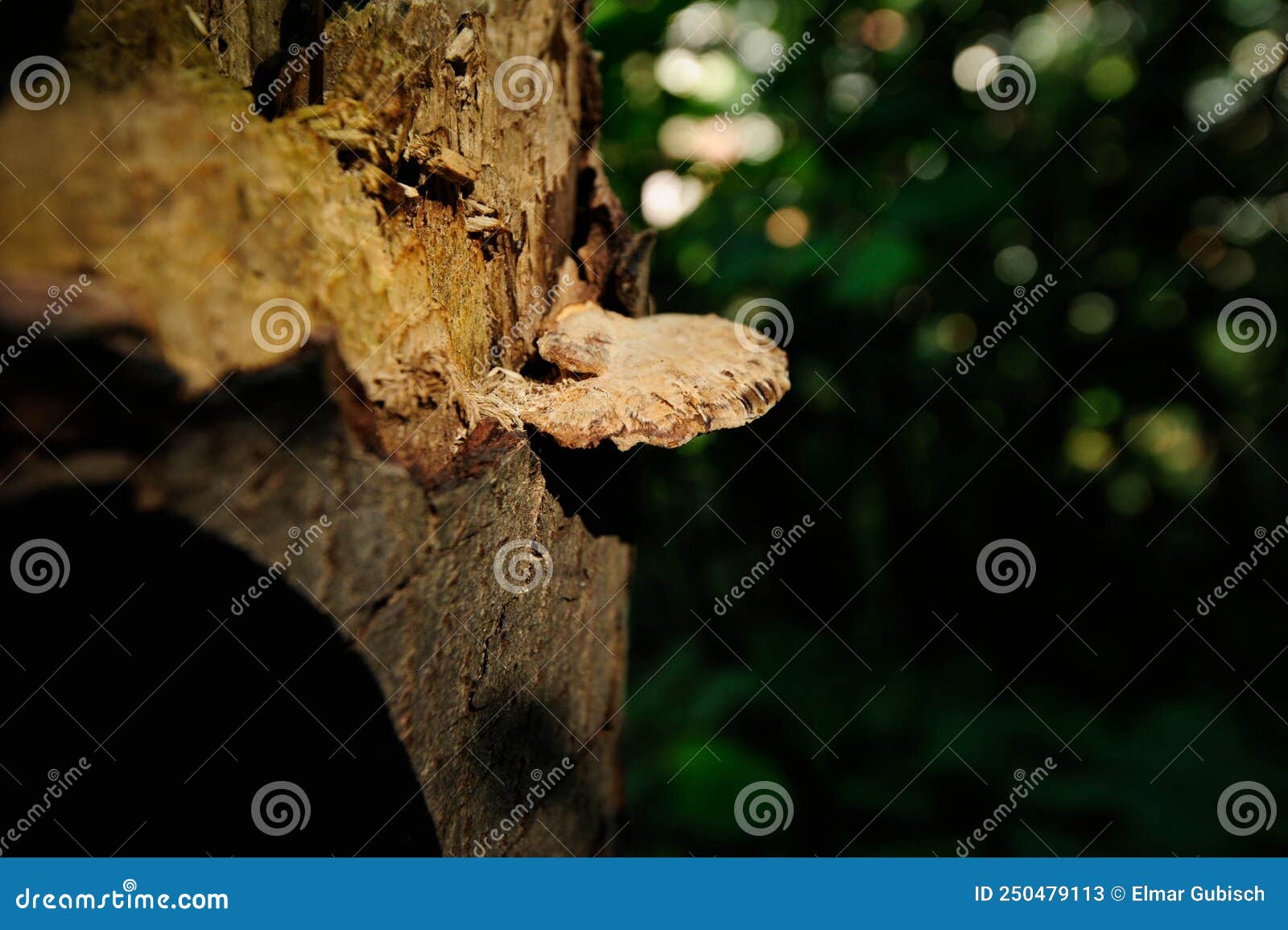 Tree Sponge Growing on an Old Stump Stock Image - Image of plants, tree ...