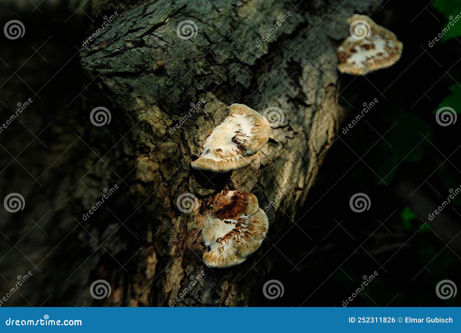 Tree Sponge Growing on an Old Stump Stock Photo - Image of diversity ...
