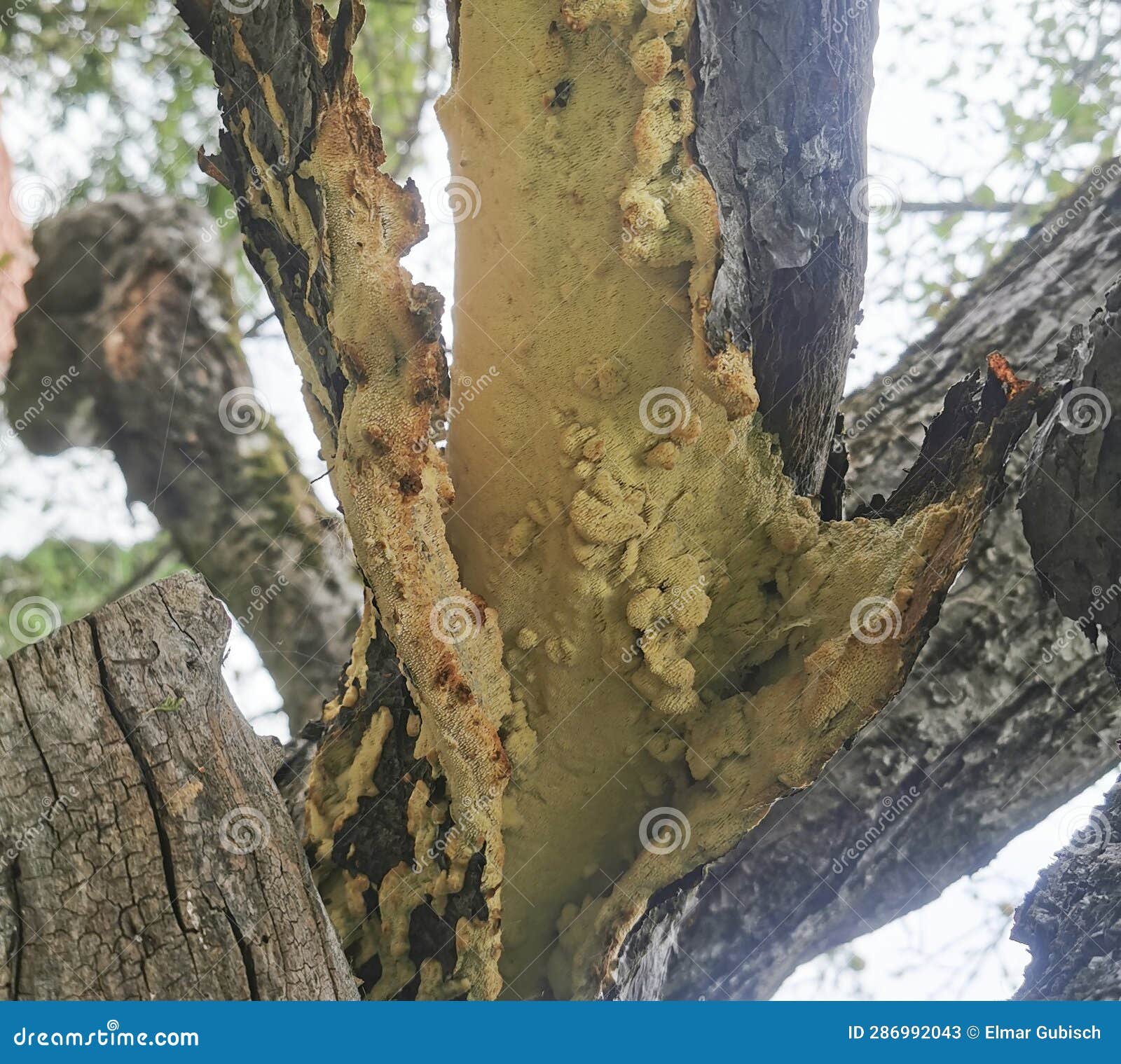 Tree Sponge Growing on an Old Stump Stock Image - Image of species ...