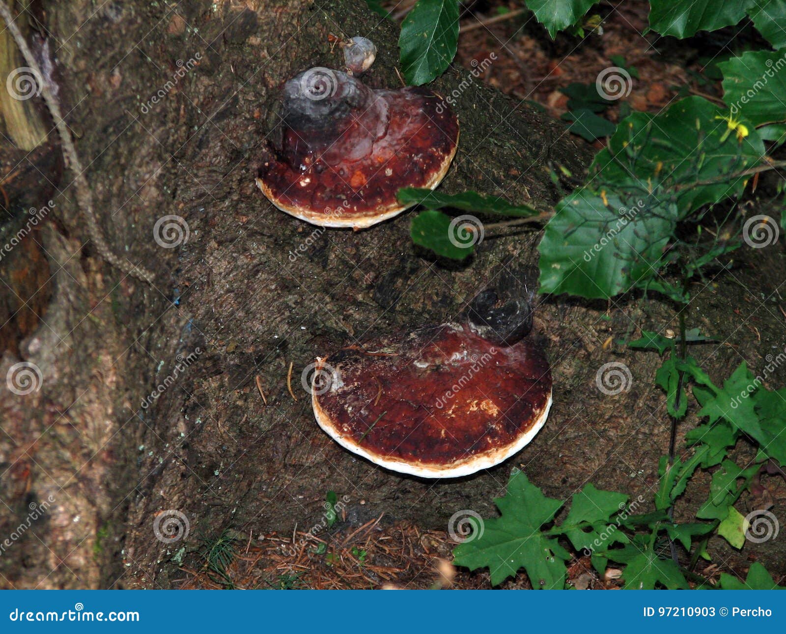 Tree sponge stock image. Image of tree, forest, mushroom - 97210903