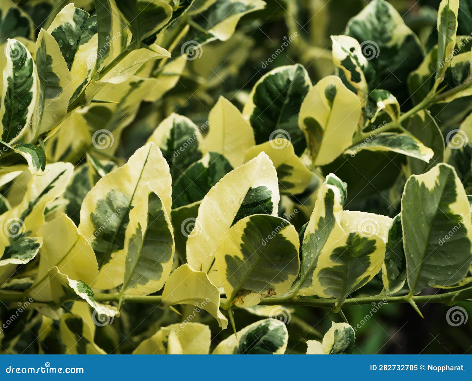 Spotted Lemon Ladybird, Psyllobora Vigintiduepunctata Stock Photography ...