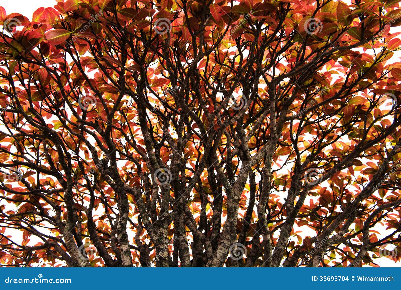 Tree with Spread Branch and Red Leaves,closeup Stock Photo - Image of ...