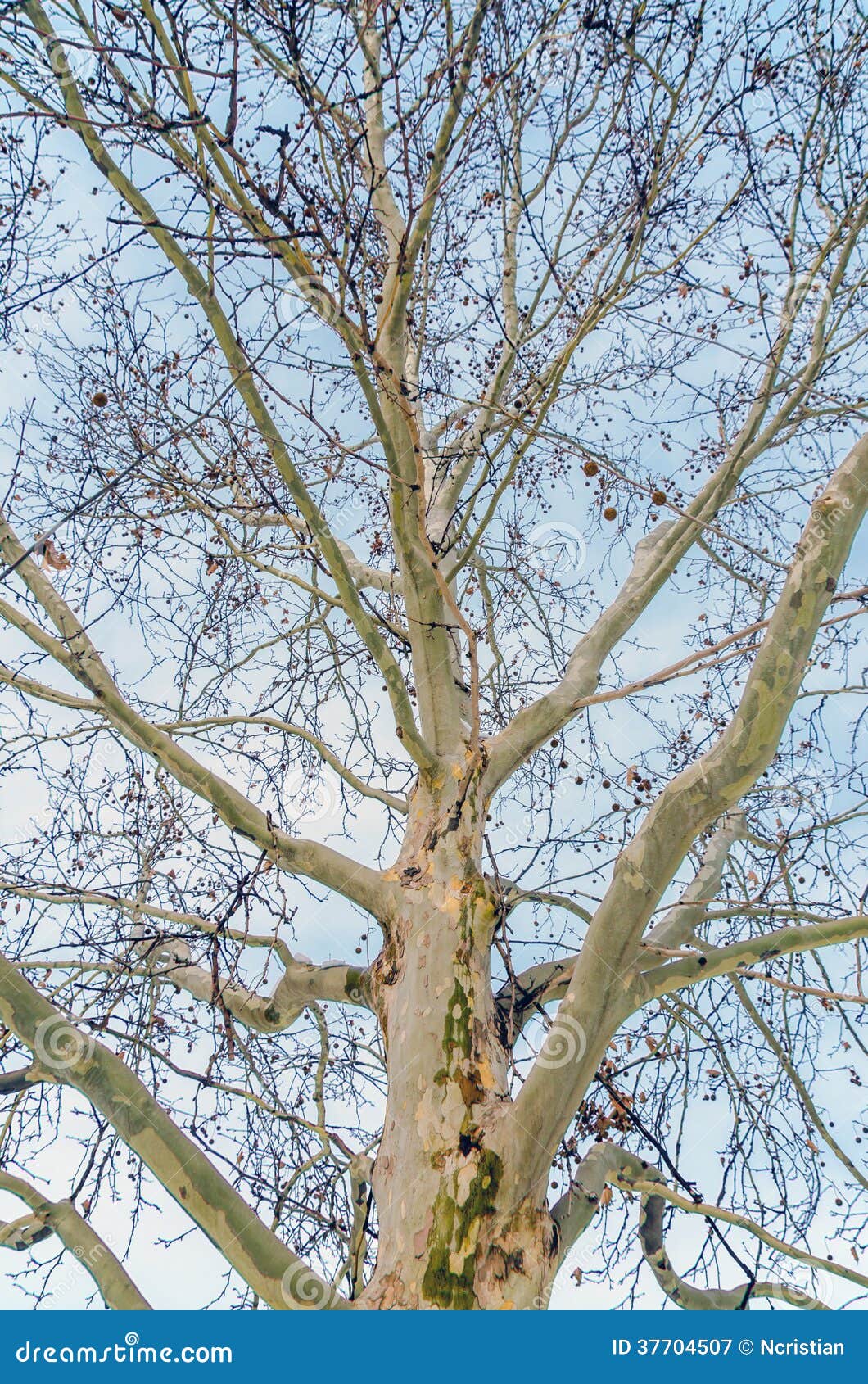 Tree with spread branches stock image. Image of light - 37704507