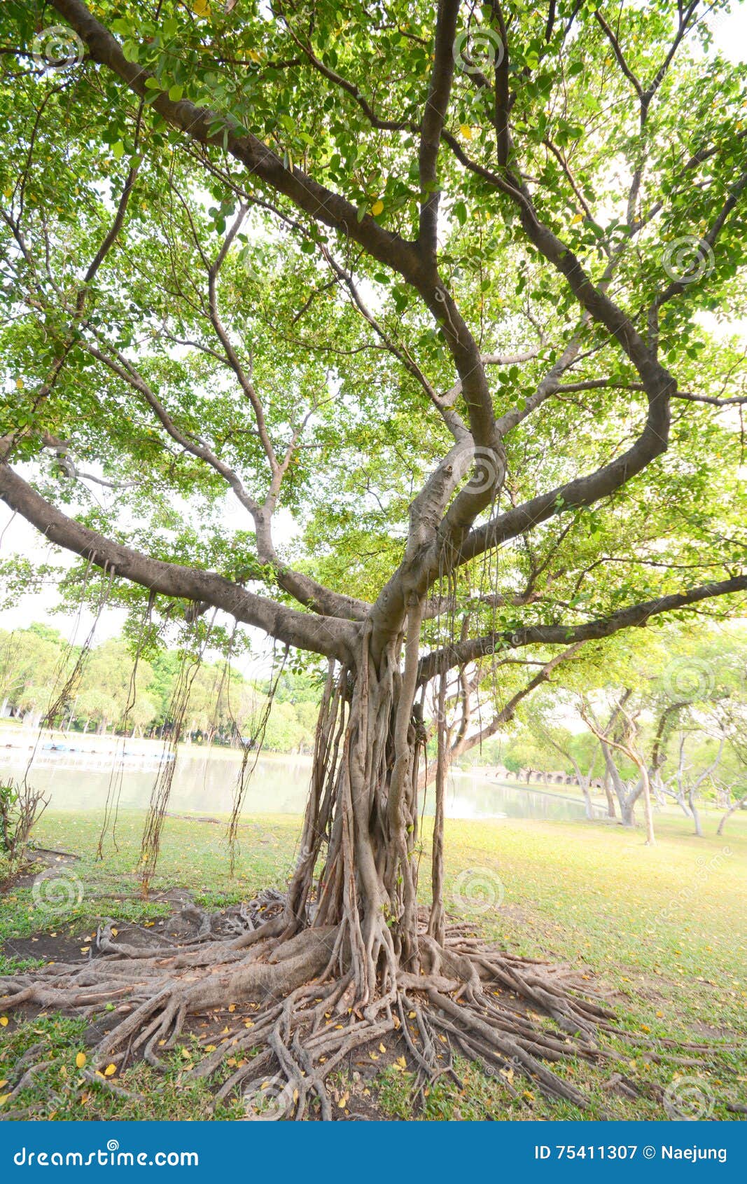 Tree with spread root stock image. Image of beautiful - 75411307