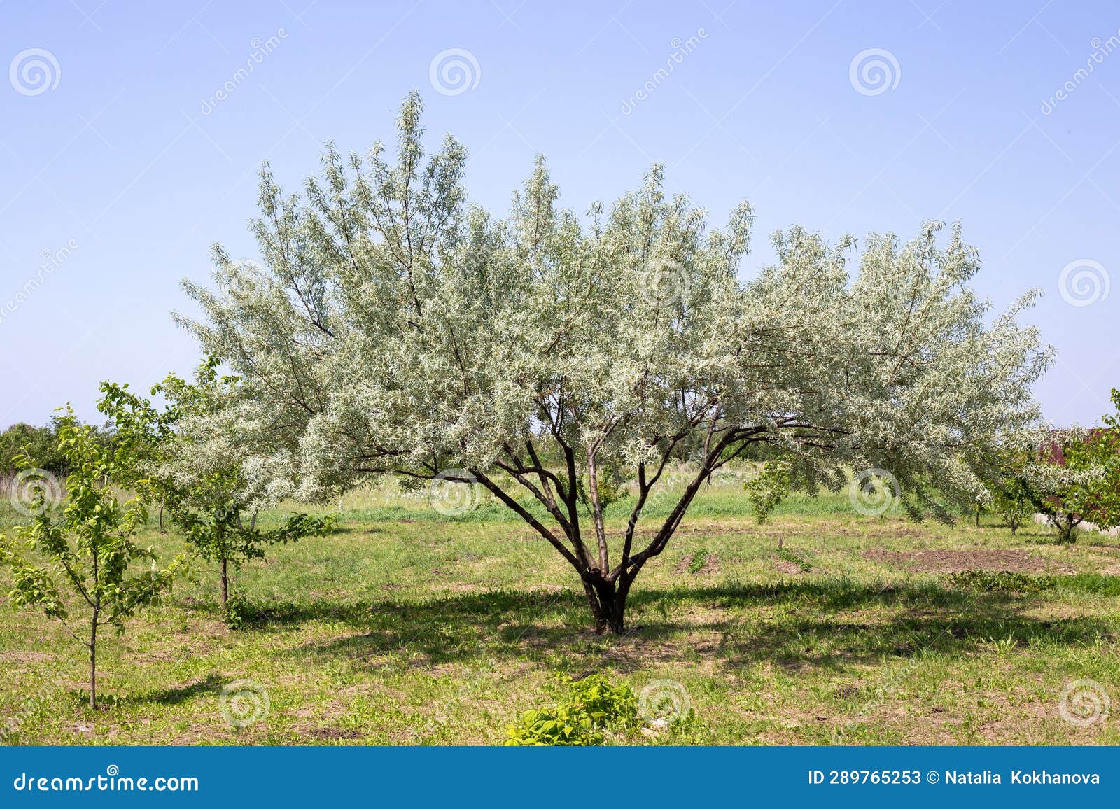 Tree with Spreading Branches Elaeagnus Commutata. in a Green Garden ...