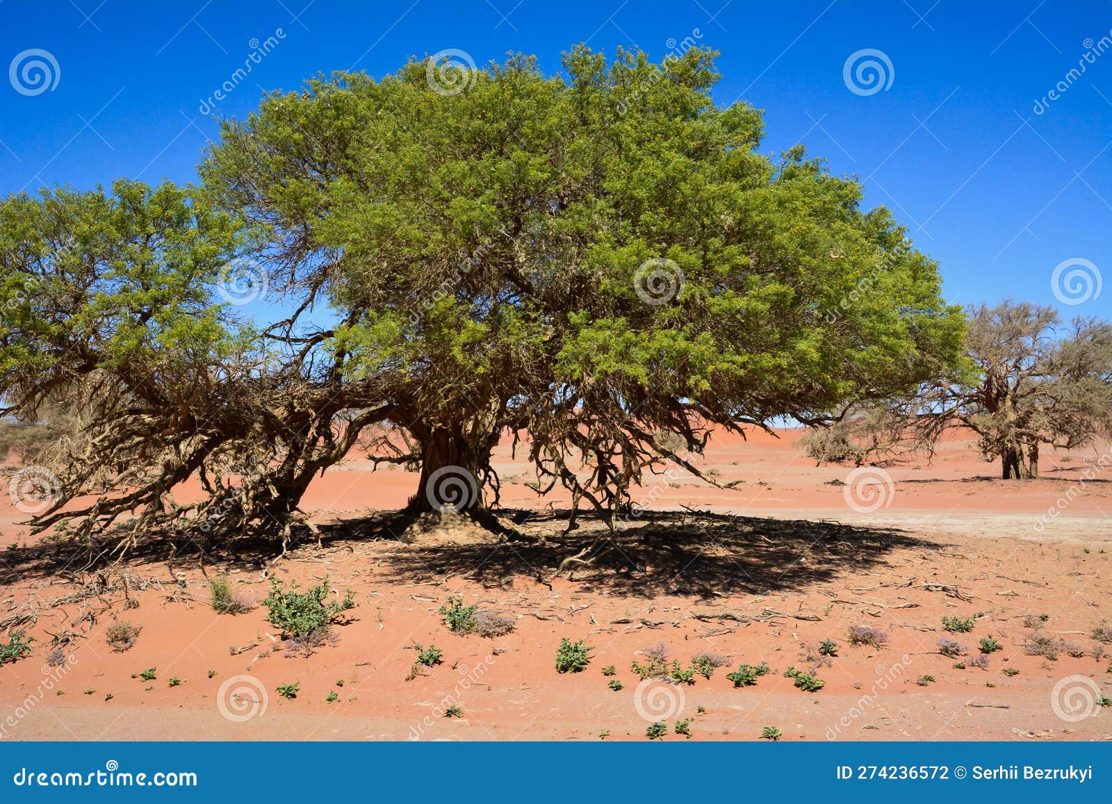 A Tree with a Spreading Crown on the Sand of a Small Oasis in the ...