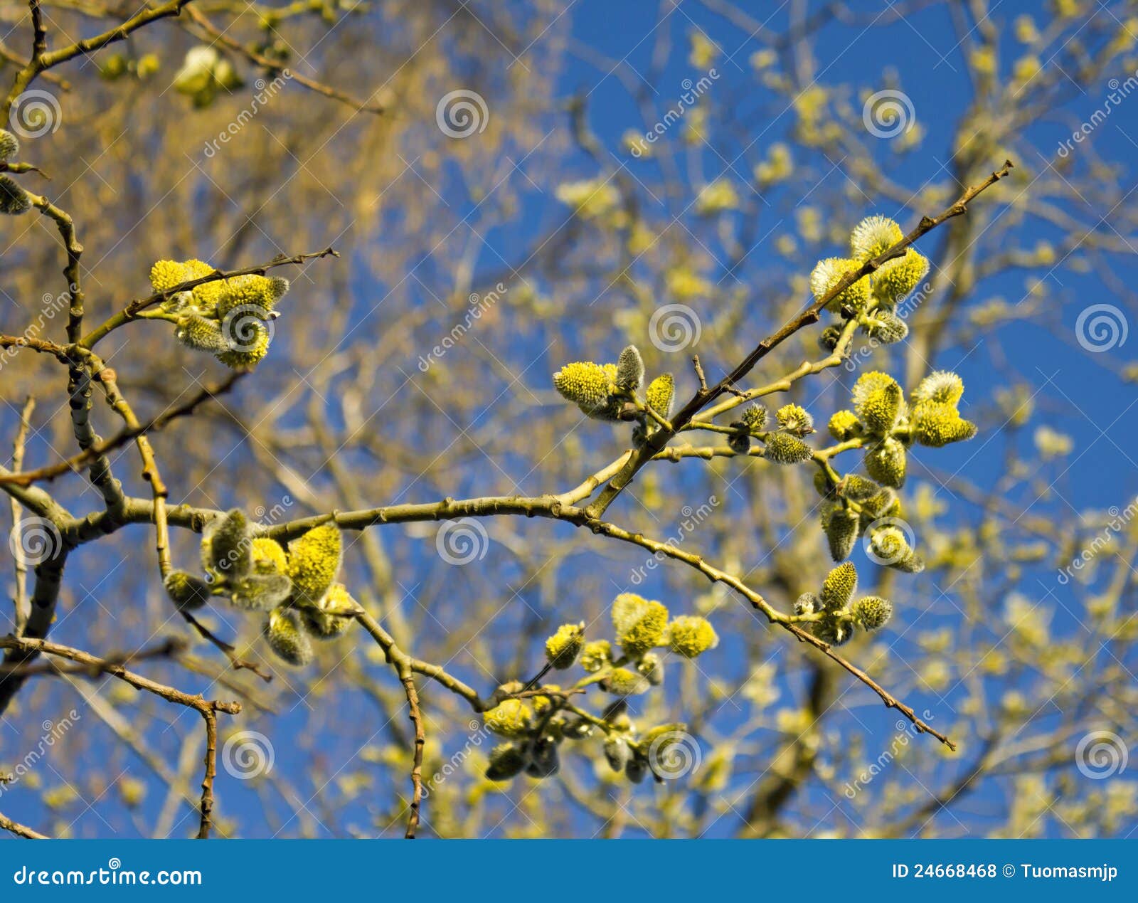 Tree Spreading Pollen in Spring Stock Photo - Image of blooming, blue ...