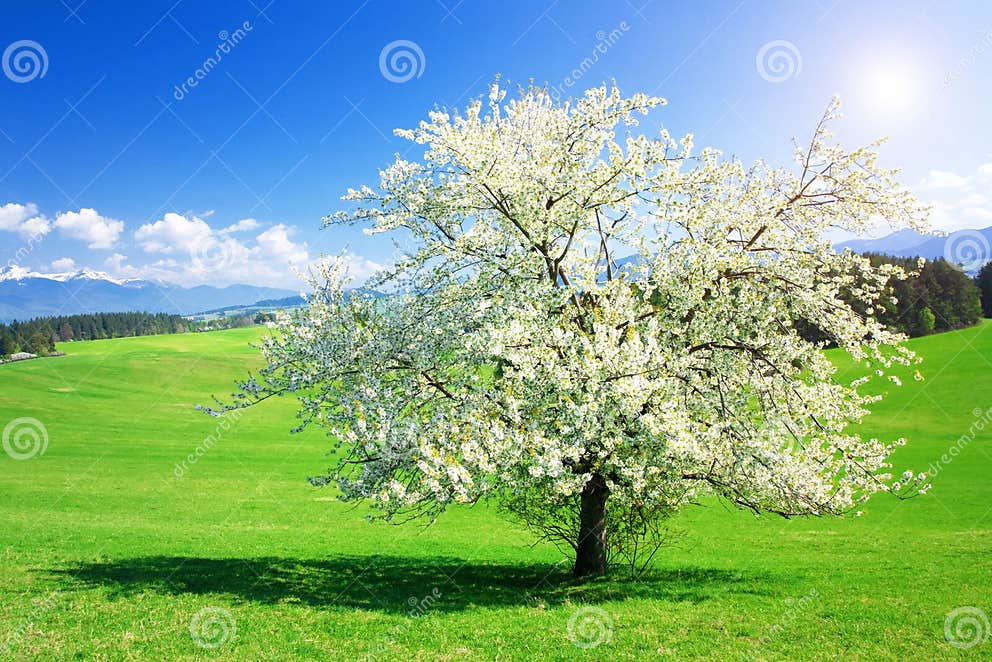 Tree in the spring stock photo. Image of bloom, garden - 18690188
