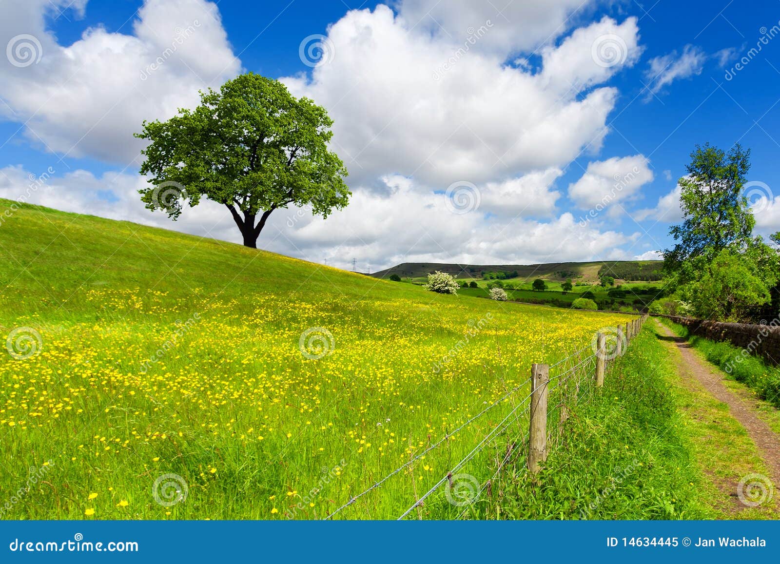 Tree on spring field stock image. Image of idyllic, life - 14634445