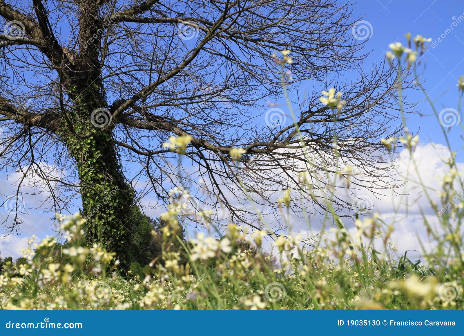 Tree in spring field stock photo. Image of leaf, increase - 19035130