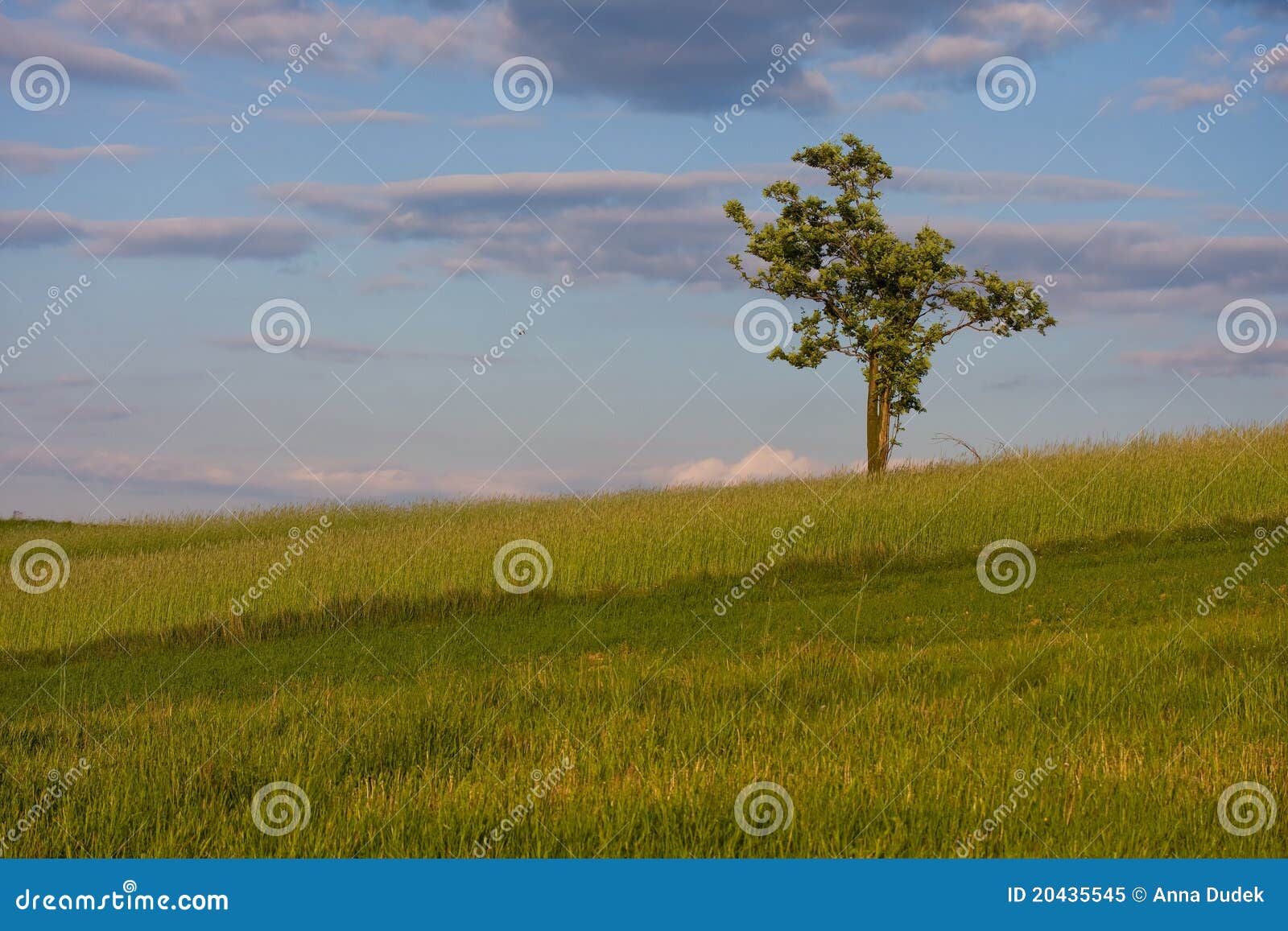 Tree on a spring field stock image. Image of polish, season - 20435545