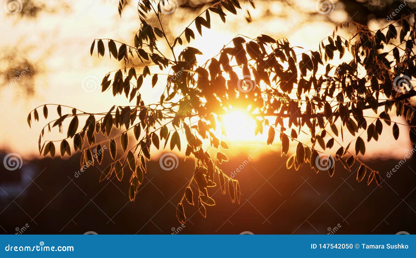 Tree in Spring on Sun Background Stock Photo - Image of beam, spring ...