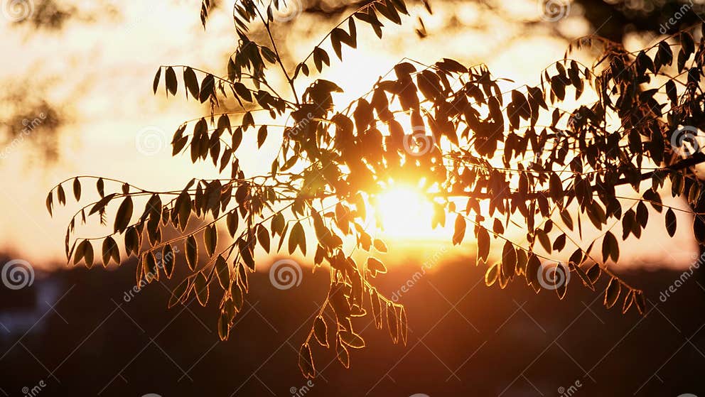 Tree in Spring on Sun Background Stock Photo - Image of beam, spring ...