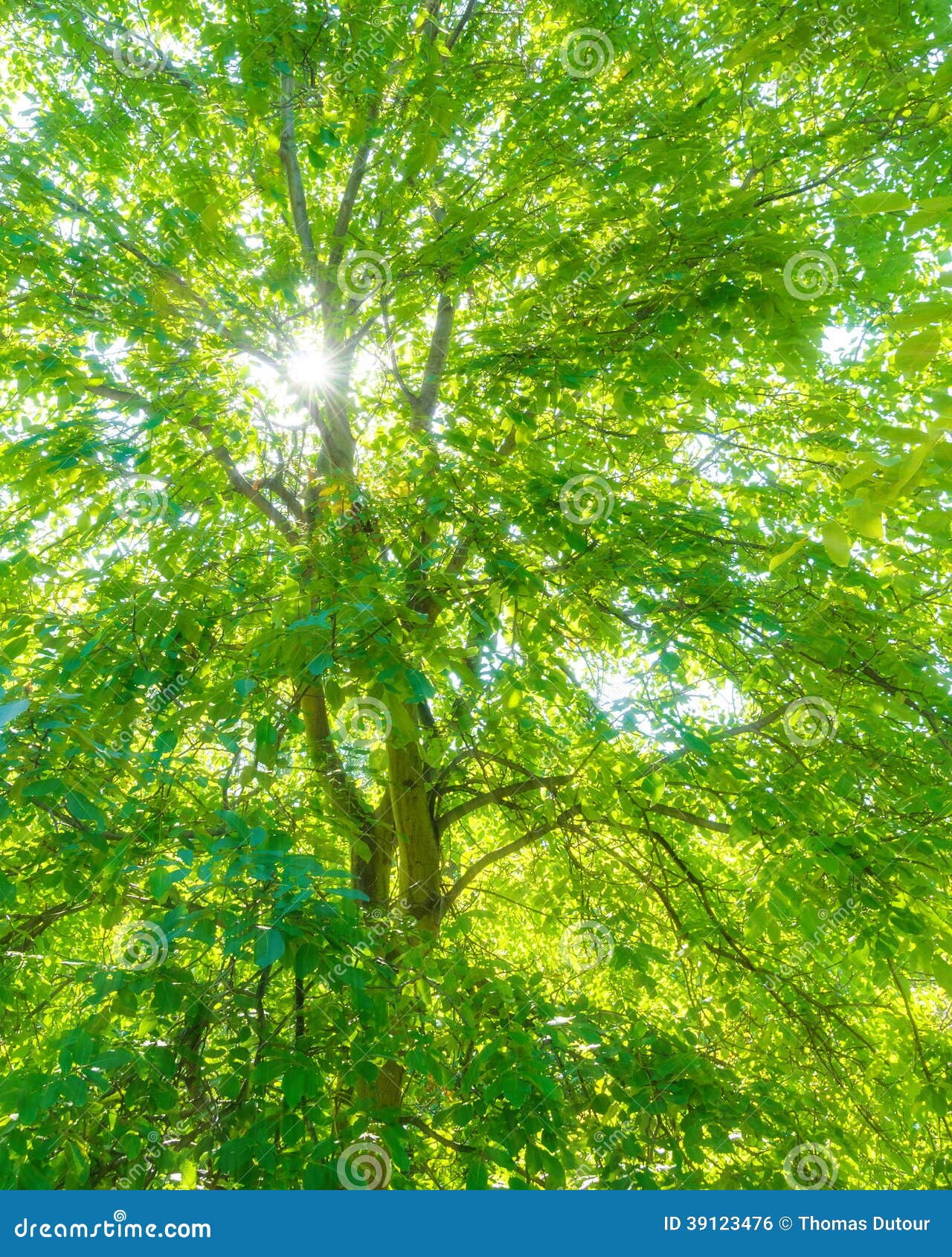 Tree stock photo. Image of natural, abstract, scenery - 39123476