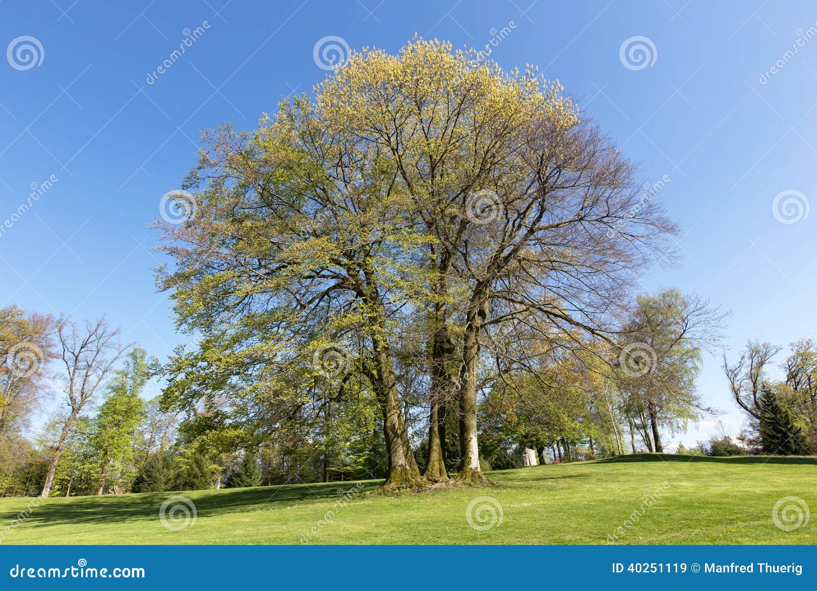 Tree in spring time stock image. Image of time, tree - 40251119