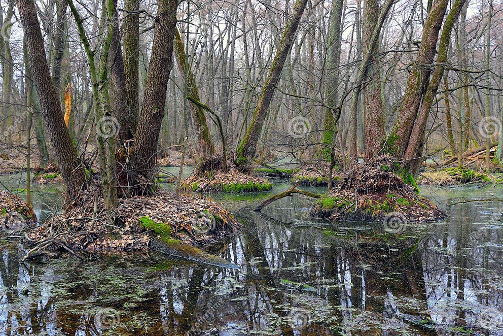 Tree in Spring Water on Swamp Stock Photo - Image of color, lake: 68126820