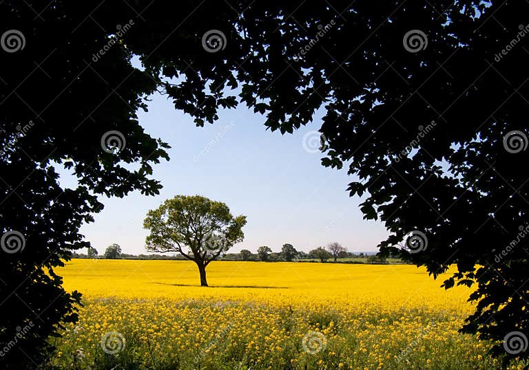 Tree in Springtime stock image. Image of leaf, field - 14053233