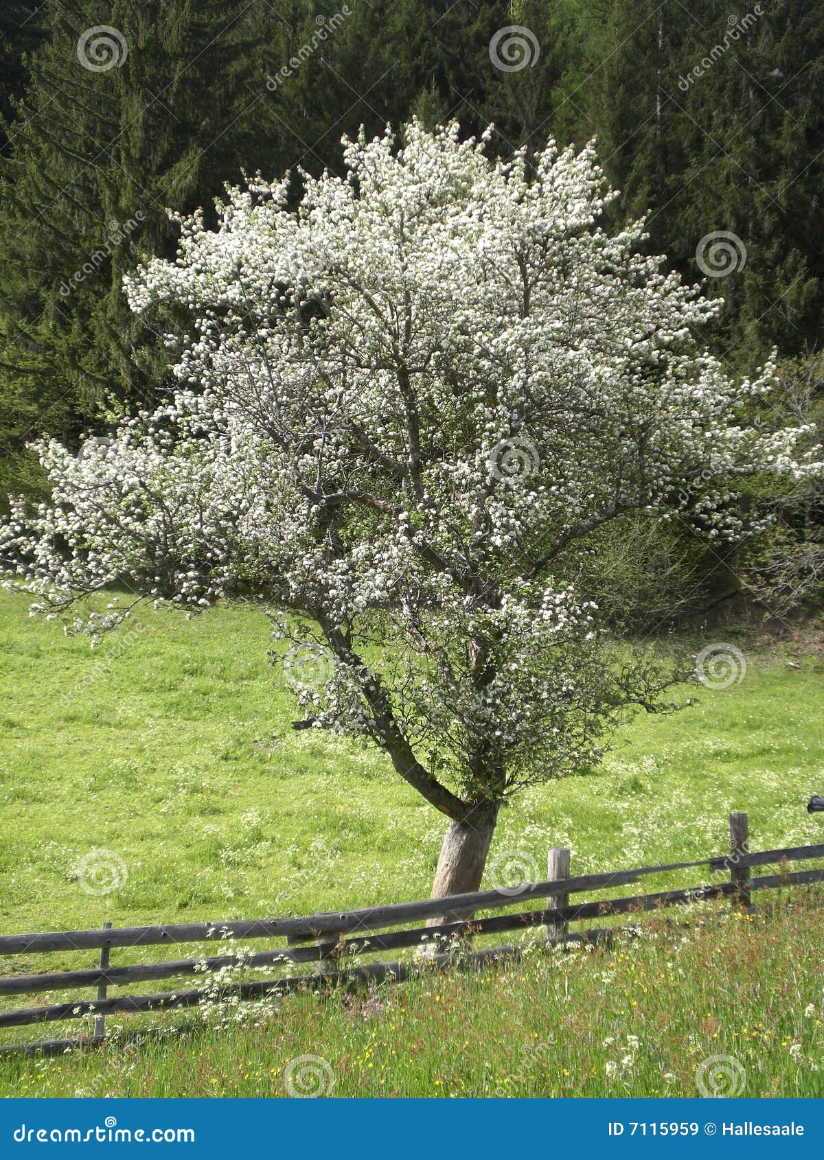Tree + springtime stock image. Image of tree, springtime - 7115959