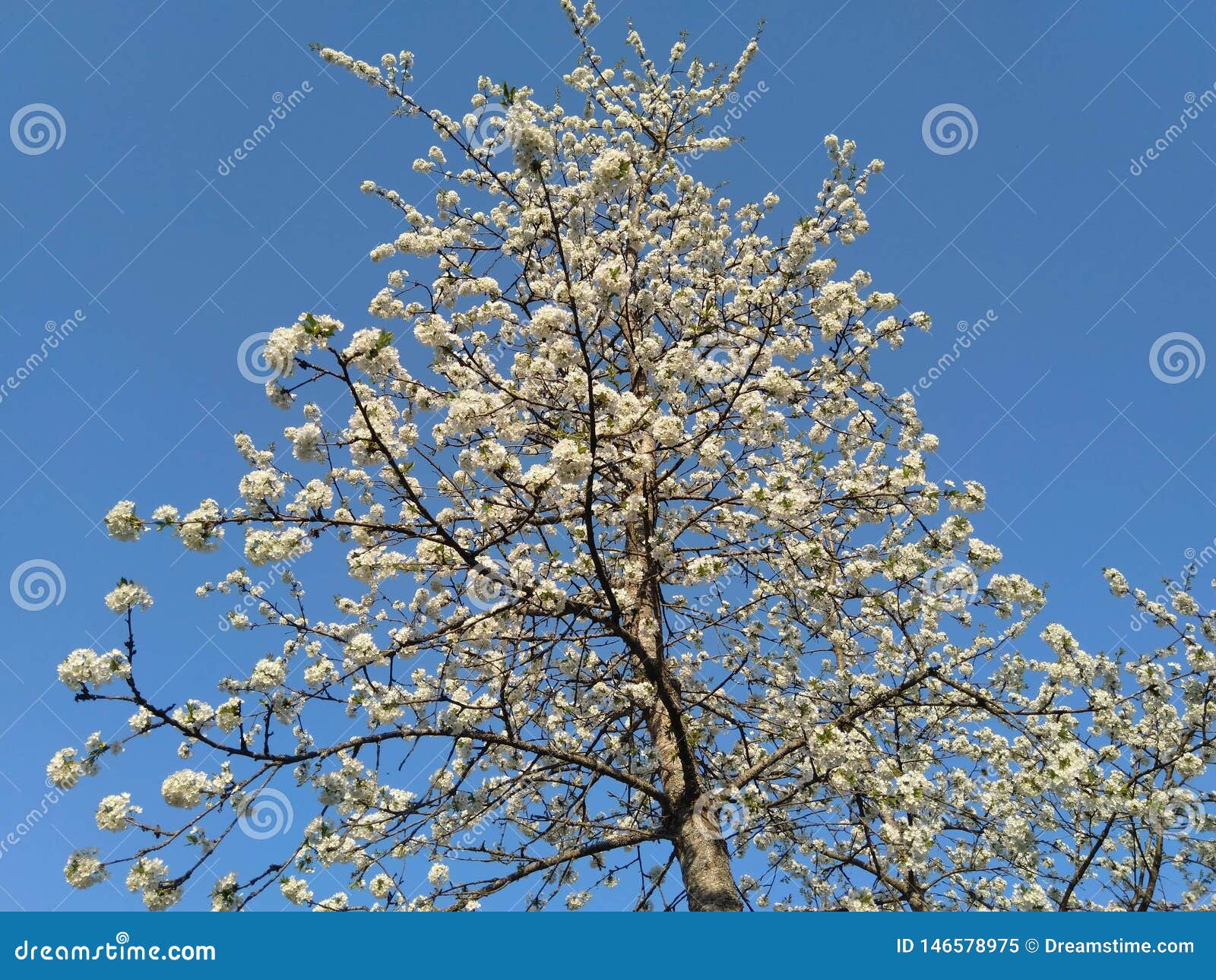 Tree during springtime stock image. Image of blooming - 146578975