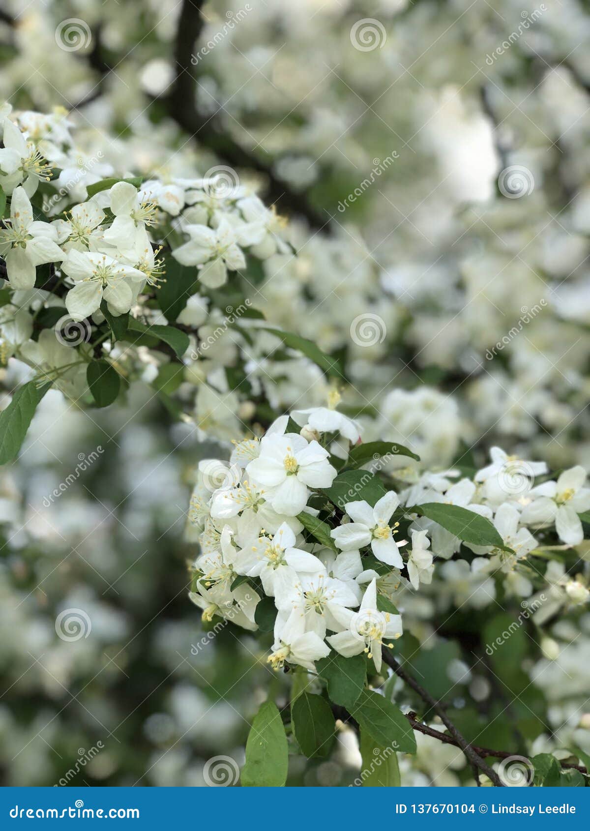 Tree in the Springtime stock photo. Image of flowering - 137670104