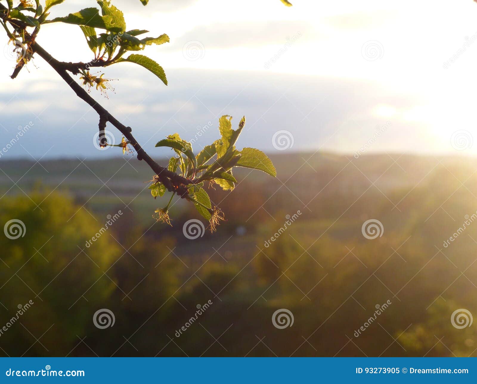 Tree Spross Stock Photos - Free & Royalty-Free Stock Photos from Dreamstime