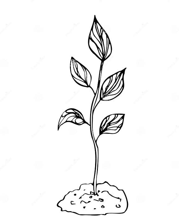 Tree Sprout in Graphic Style Stock Vector - Illustration of coloring ...
